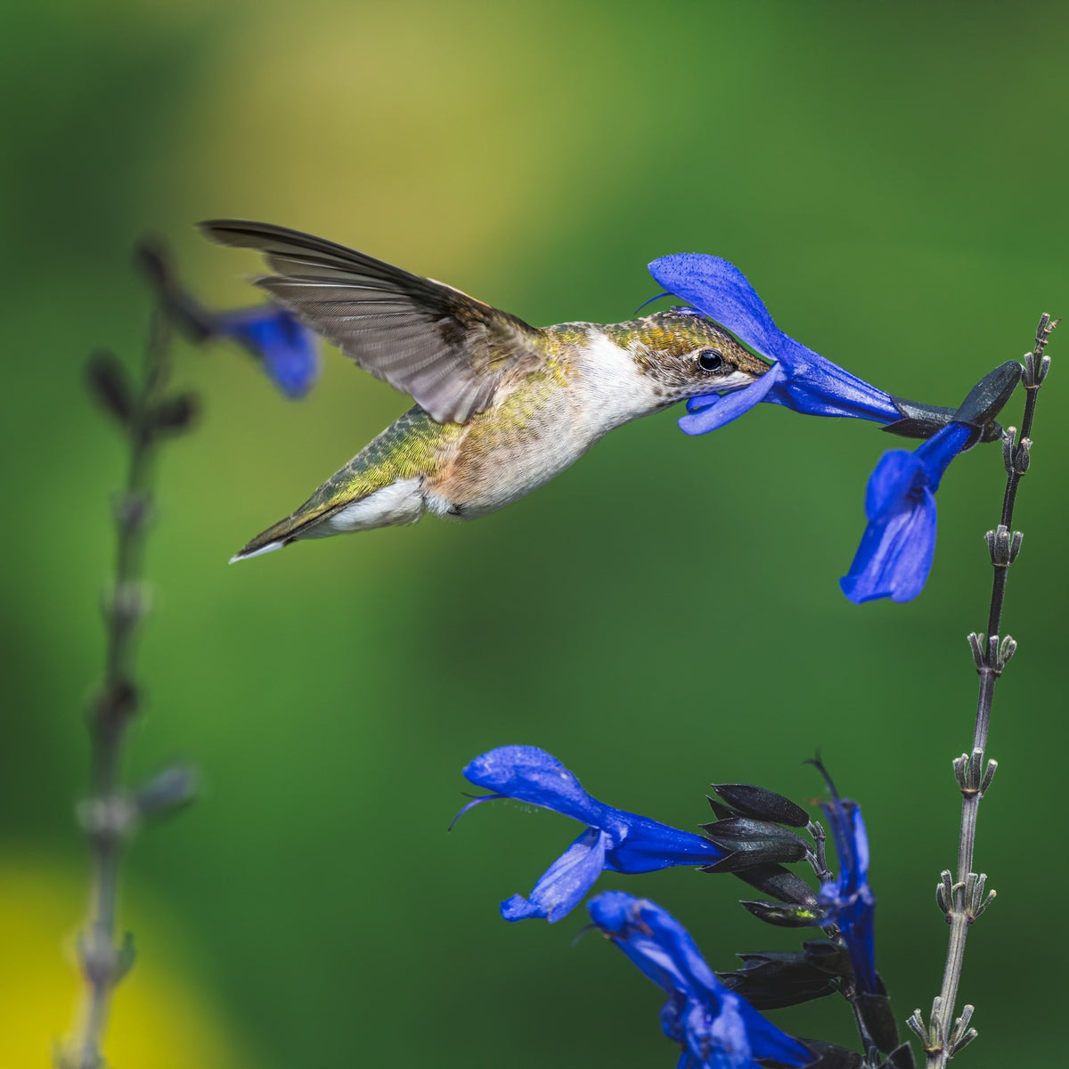 Sleeping Hummingbird