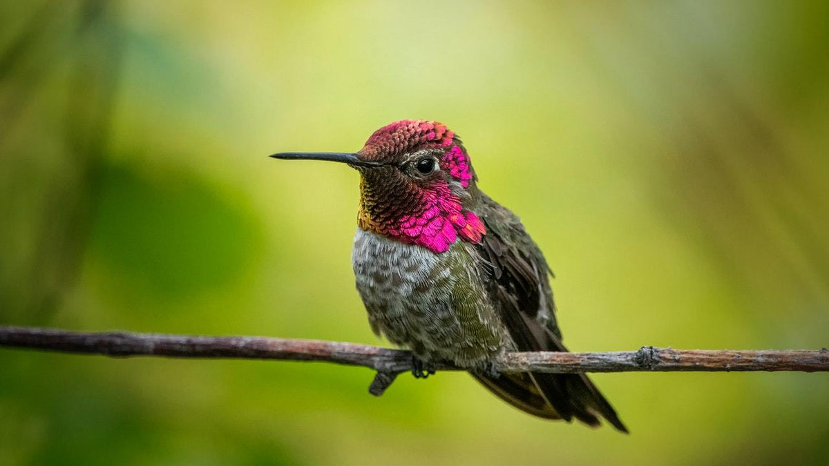 How Long Do Hummingbirds Live – We Love Hummingbirds
