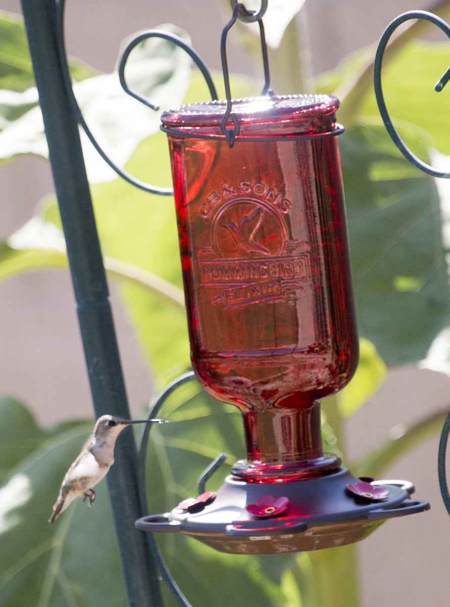 Beautiful Red Antique Bottle Hummingbird Feeder - Includes 5 Nectar Pe ...