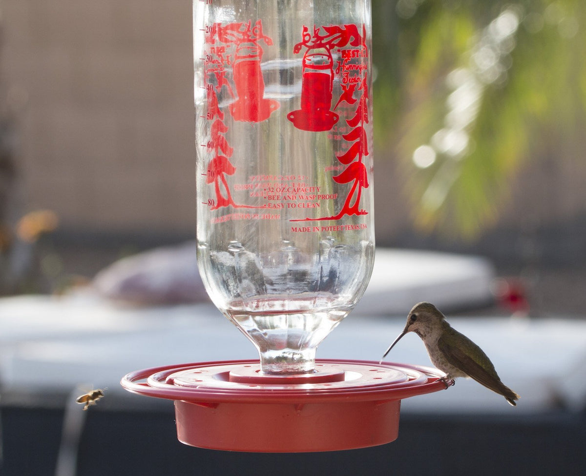 Best Hummingbird Feeder with Huge 32oz Glass Nectar Tank - Bee & Wasp ...