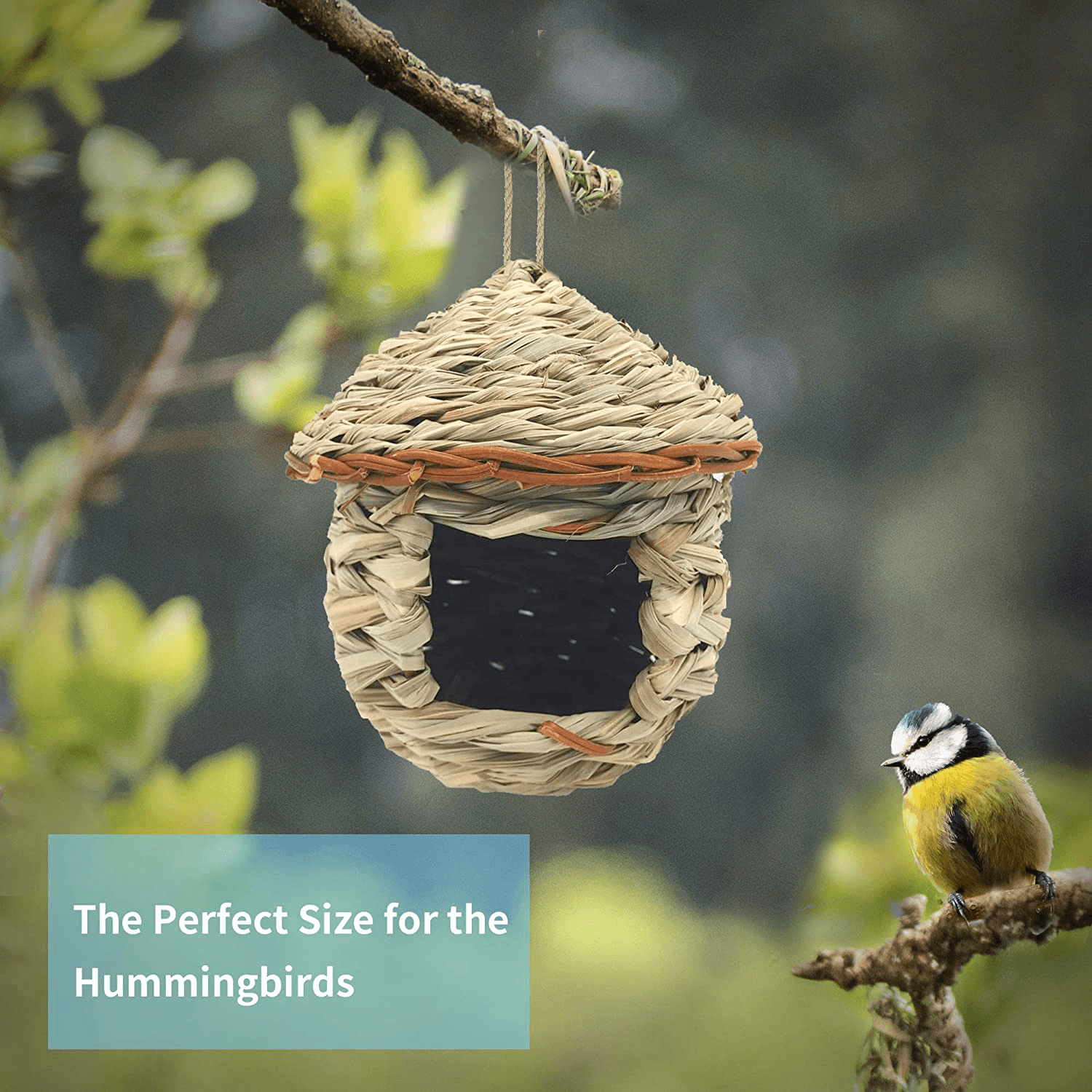 Hummingbird Birdhouse Hole Size